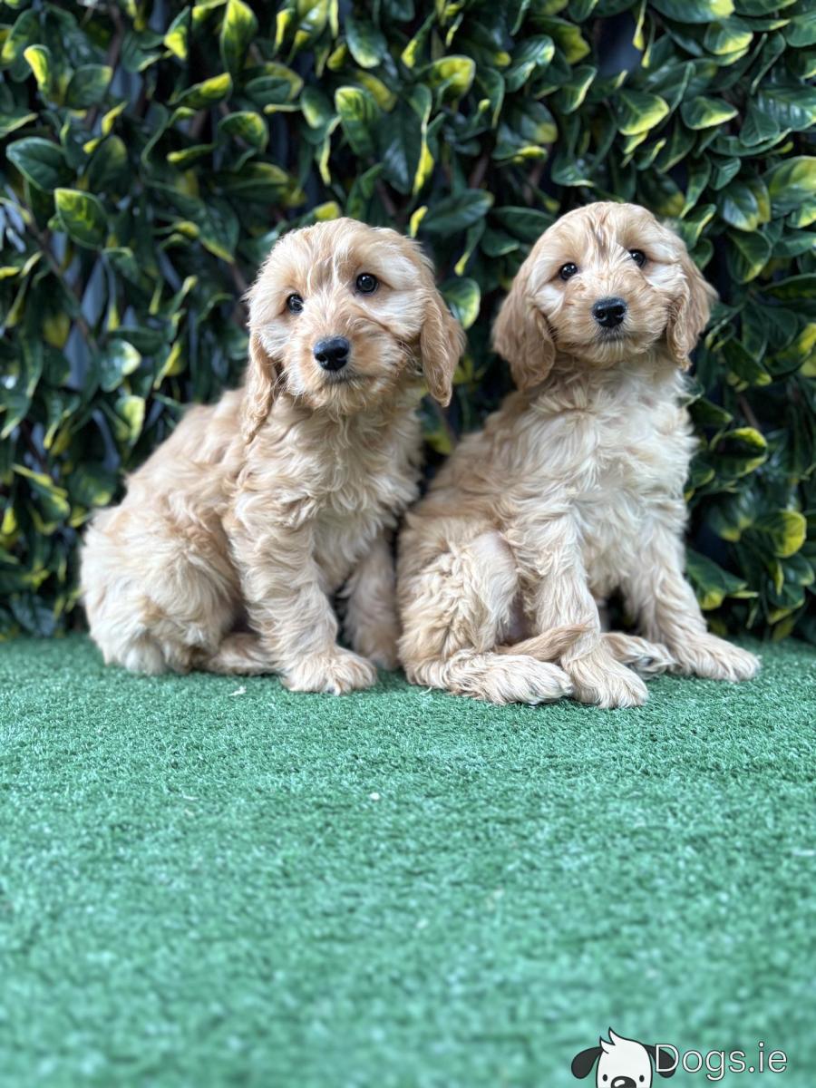 Gentle Litter of Petite miniature Cockapoo puppies in Longford *trained*