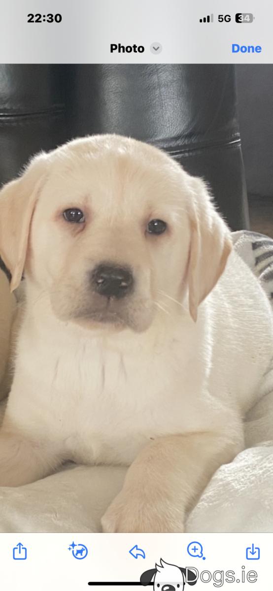1 purebred gorgeous chunky Labrador puppy left in Laois