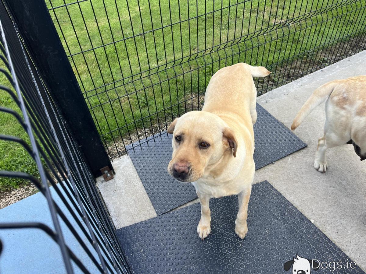 1 purebred gorgeous chunky Labrador puppy left in Laois