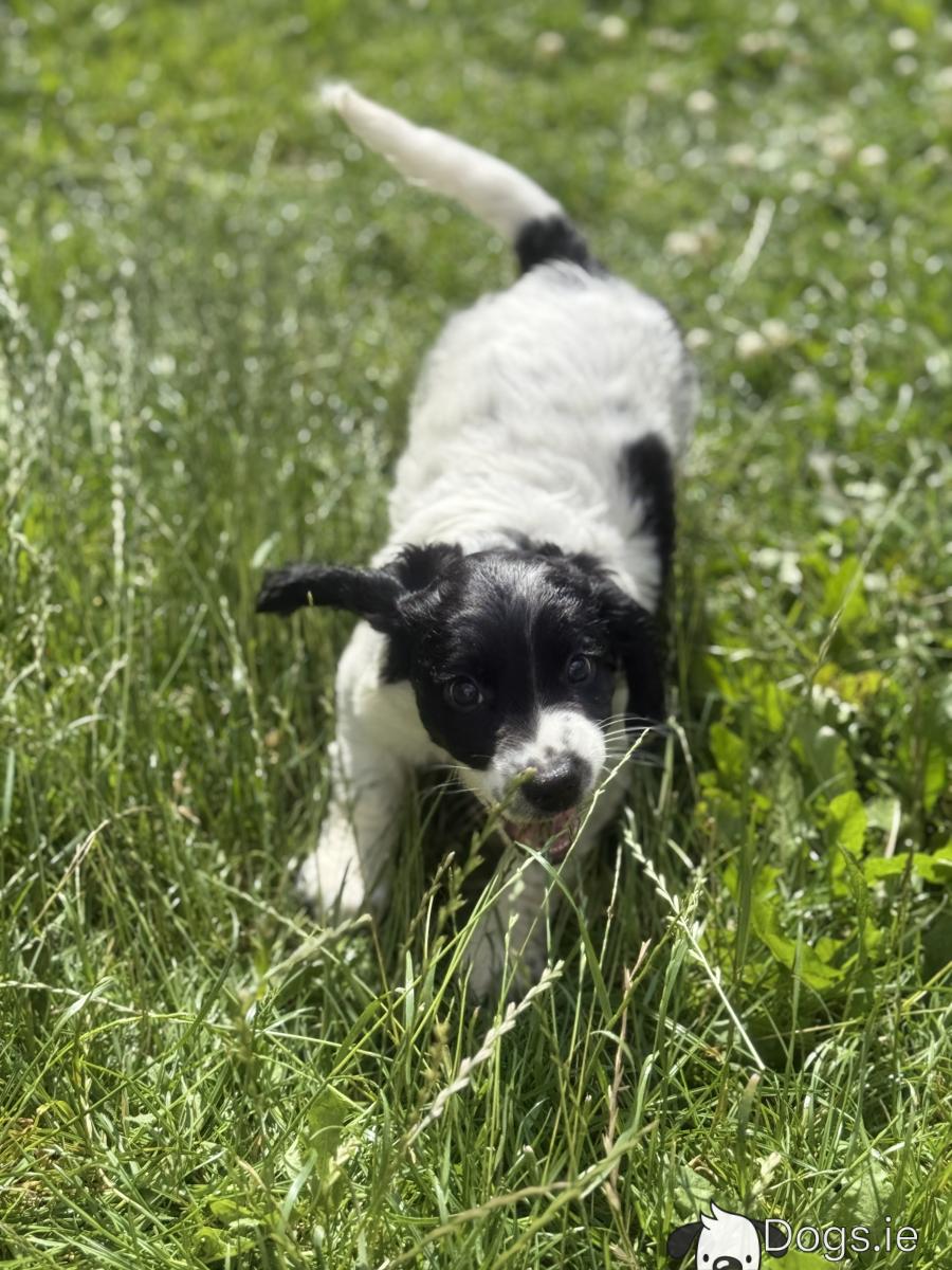 ONLY ONE PUPPY LEFT! Vet checked - Cockapoo Cross puppies in Dublin ...