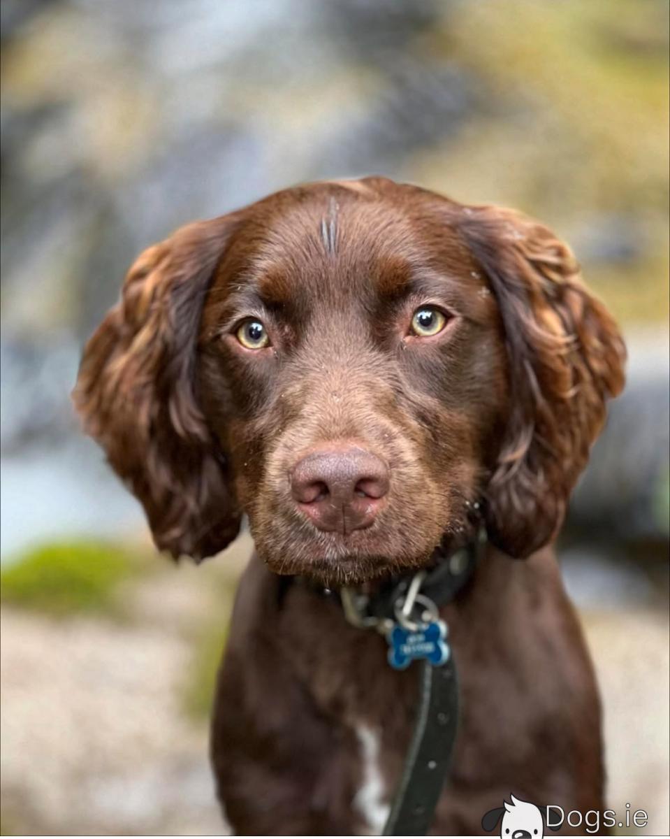 ONLY ONE PUPPY LEFT! Vet checked - Cockapoo Cross puppies in Dublin ...