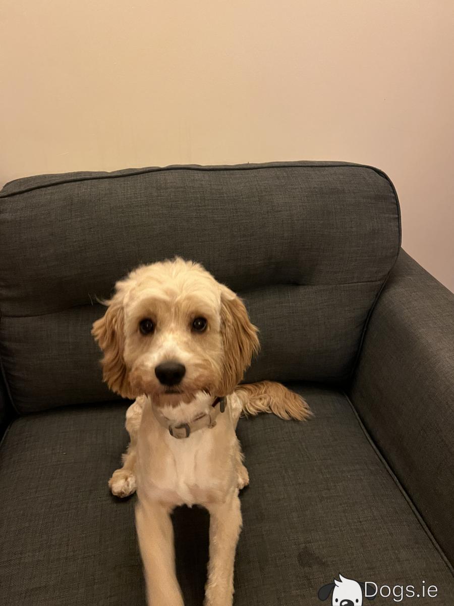 ONLY ONE PUPPY LEFT! Vet checked - Cockapoo Cross puppies in Dublin ...