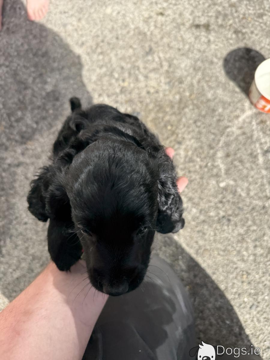 ONLY ONE PUPPY LEFT! Vet checked - Cockapoo Cross puppies in Dublin ...