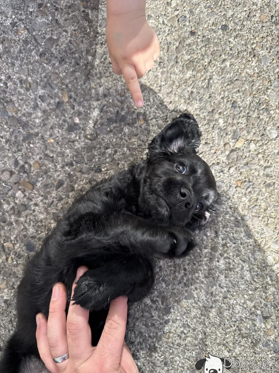 ONLY ONE PUPPY LEFT! Vet checked - Cockapoo Cross puppies in Dublin ...