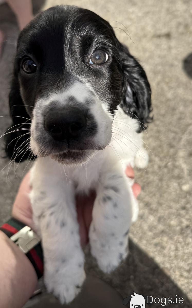 ONLY ONE PUPPY LEFT! Vet checked - Cockapoo Cross puppies in Dublin ...