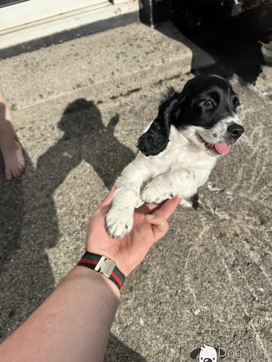 ONLY ONE PUPPY LEFT! Vet checked - Cockapoo Cross puppies in Dublin ...