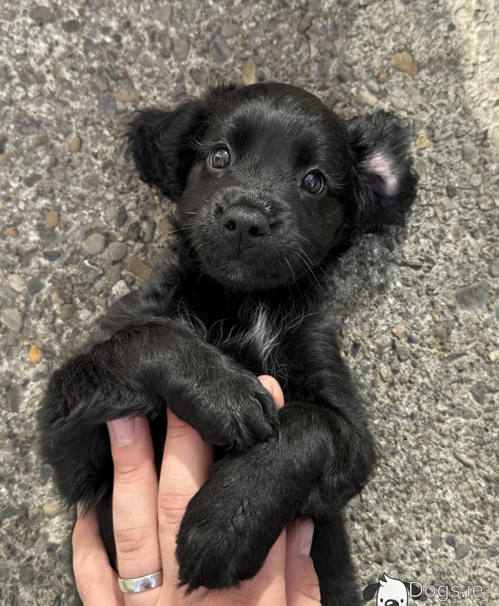 ONLY ONE PUPPY LEFT! Vet checked - Cockapoo Cross puppies in Dublin ...