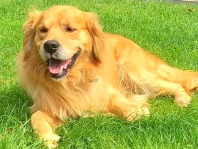 Puppies & Dogs for sale in Ireland - Dogs.ie - dogs.ie