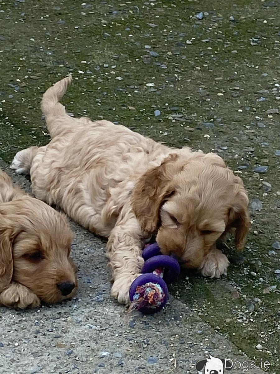 F1 Cockapoo puppies in Wexford