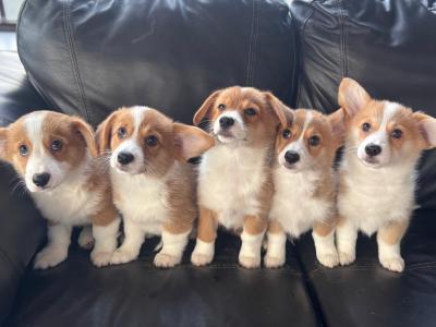 Welsh Corgi Pembroke dogs for sale in Ireland