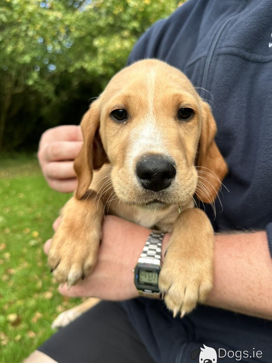 Irish Red Setter x Black Labrador puppies in Westmeath