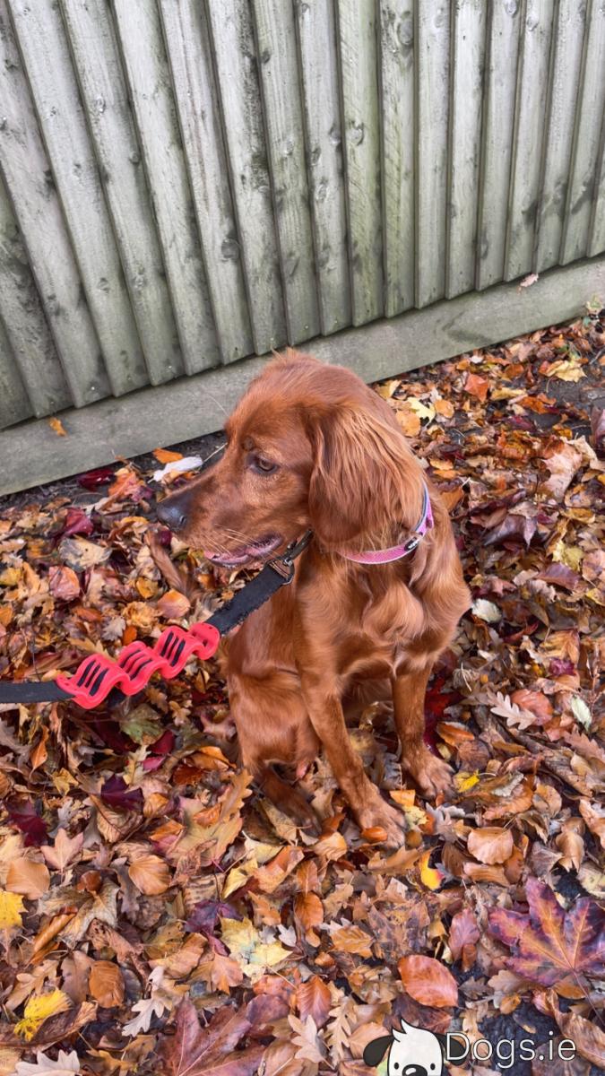 6 month old female Red Setter puppy in Kilkenny