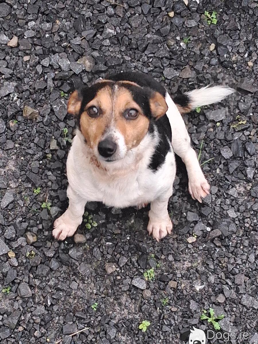 Beautiful female Jack Russell Terrier dog for sale in Mayo - dogs.ie