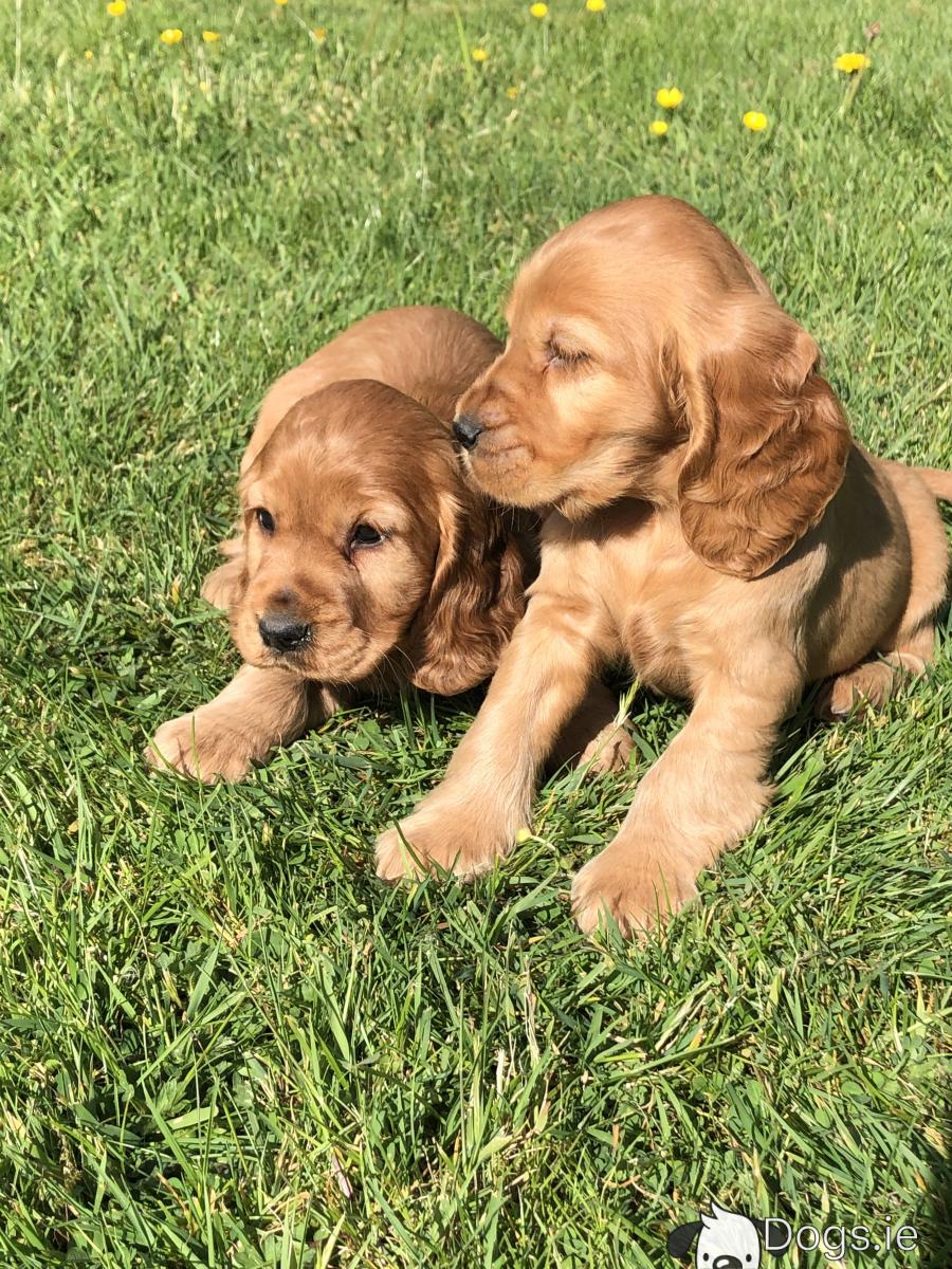Beautiful Cocker Spaniel puppies in Wexford - dogs.ie