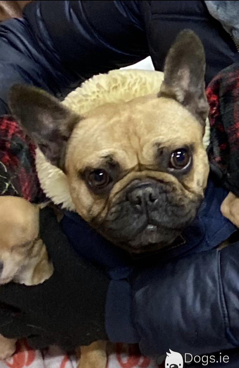 Beautiful French Bulldog x Chihuahua puppies in Laois - dogs.ie