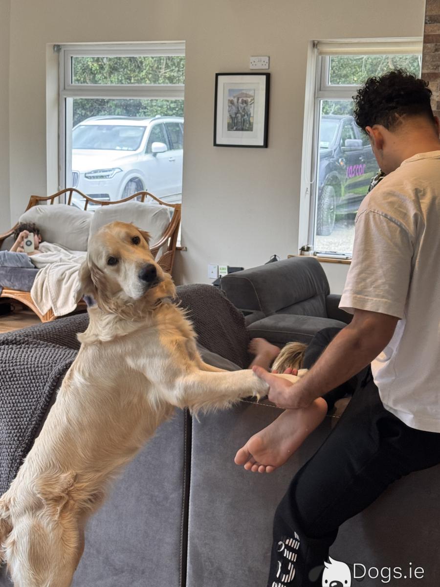 Golden Retriever for stud - dogs.ie