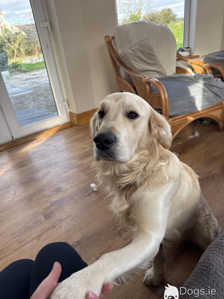 Golden Retriever for stud - dogs.ie