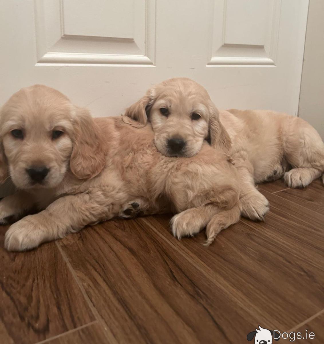 Unique Golden Cocker Retriever puppies (Golden Retriever x Cocker ...