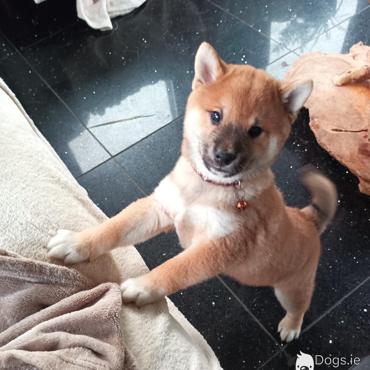 Nana🩷Haru💛Nastu💙Miko💚Zuki🤎Toshi 💜 Shiba Inu puppies in Wexford - dogs.ie