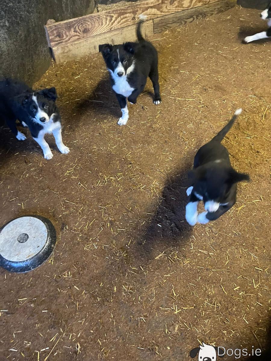 Border Collie puppies - Excellent Breeding - in Wicklow - dogs.ie