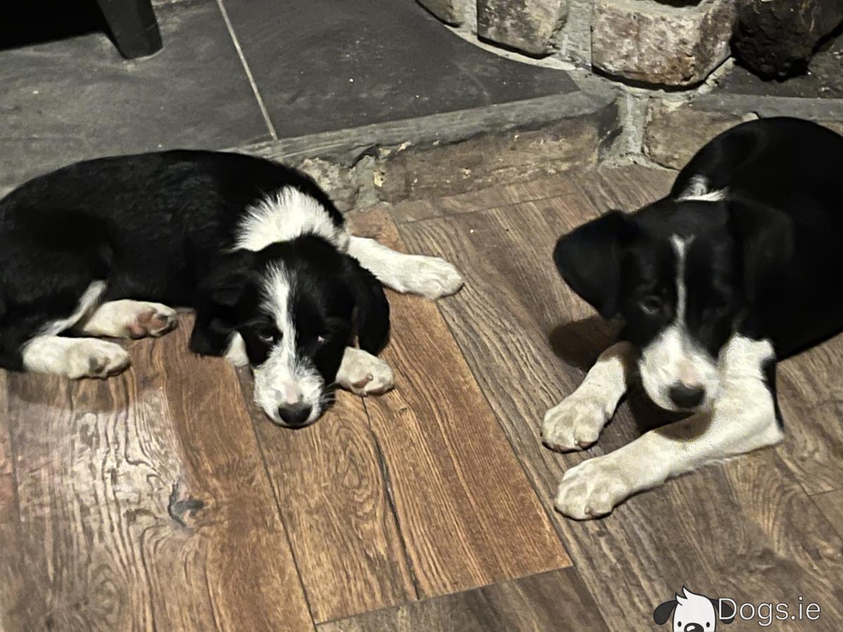 Border Collie x Terrier puppies in Cavan - dogs.ie