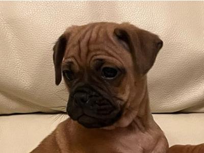 Pug dogs for sale in Ireland - dogs.ie