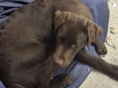 Labrador dogs for sale in Ireland - dogs.ie