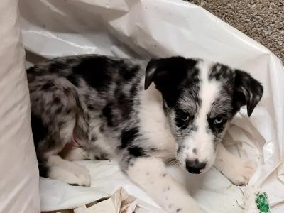 Border Collie dogs for sale in Ireland - dogs.ie