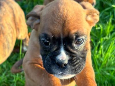 Boxer dogs for sale in Ireland - dogs.ie