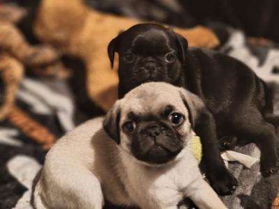 Pug dogs for sale in Ireland - dogs.ie