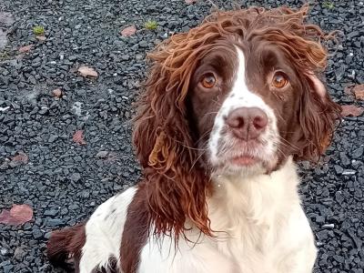 Springer Spaniel dogs for sale in Ireland - dogs.ie