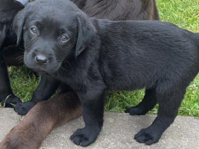 Labrador dogs for sale in Ireland - dogs.ie