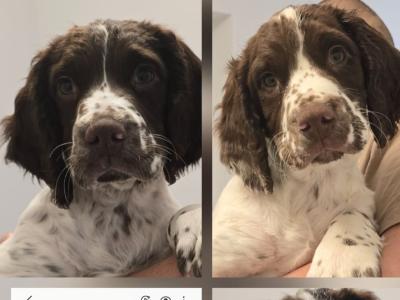 Springer Spaniel dogs for sale in Ireland - dogs.ie