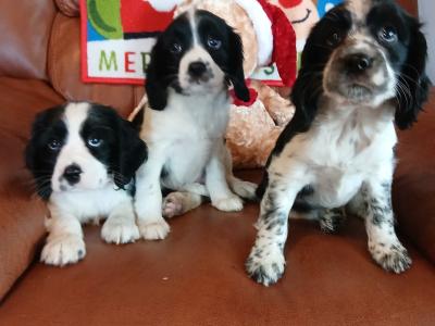 Springer Spaniel dogs for sale in Ireland - dogs.ie