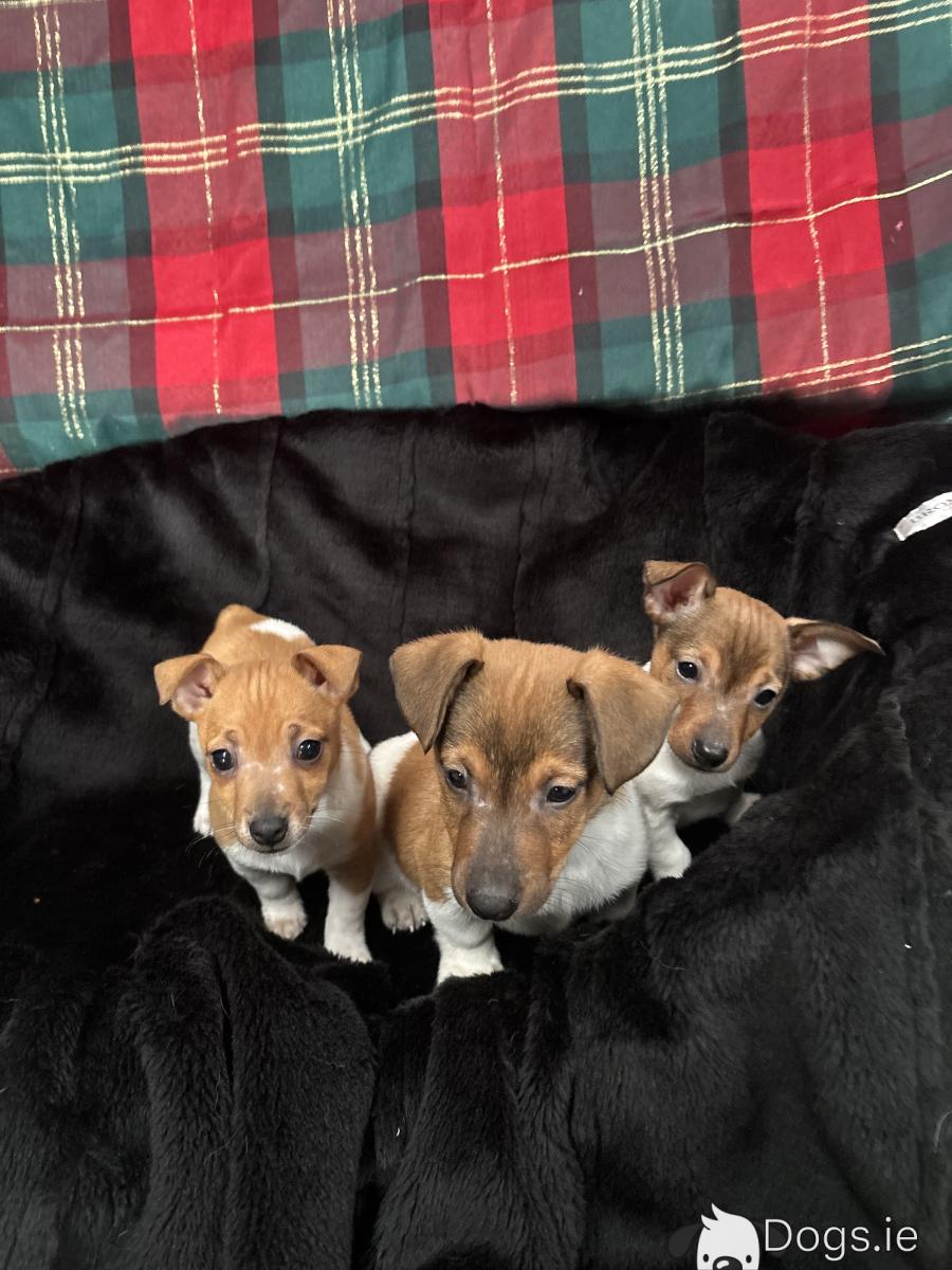 Stunning miniature Jack Russell puppies in Kerry - dogs.ie