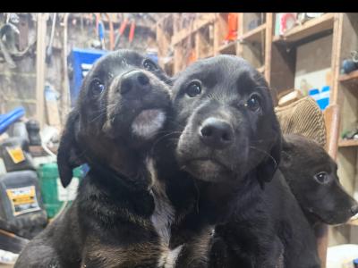 Labrador dogs for sale in Ireland - dogs.ie