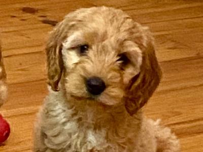 Cockapoo dogs for sale in Ireland - dogs.ie