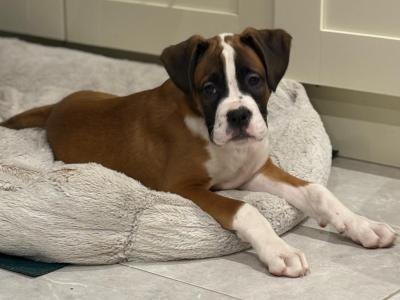 Boxer dogs for sale in Ireland - dogs.ie