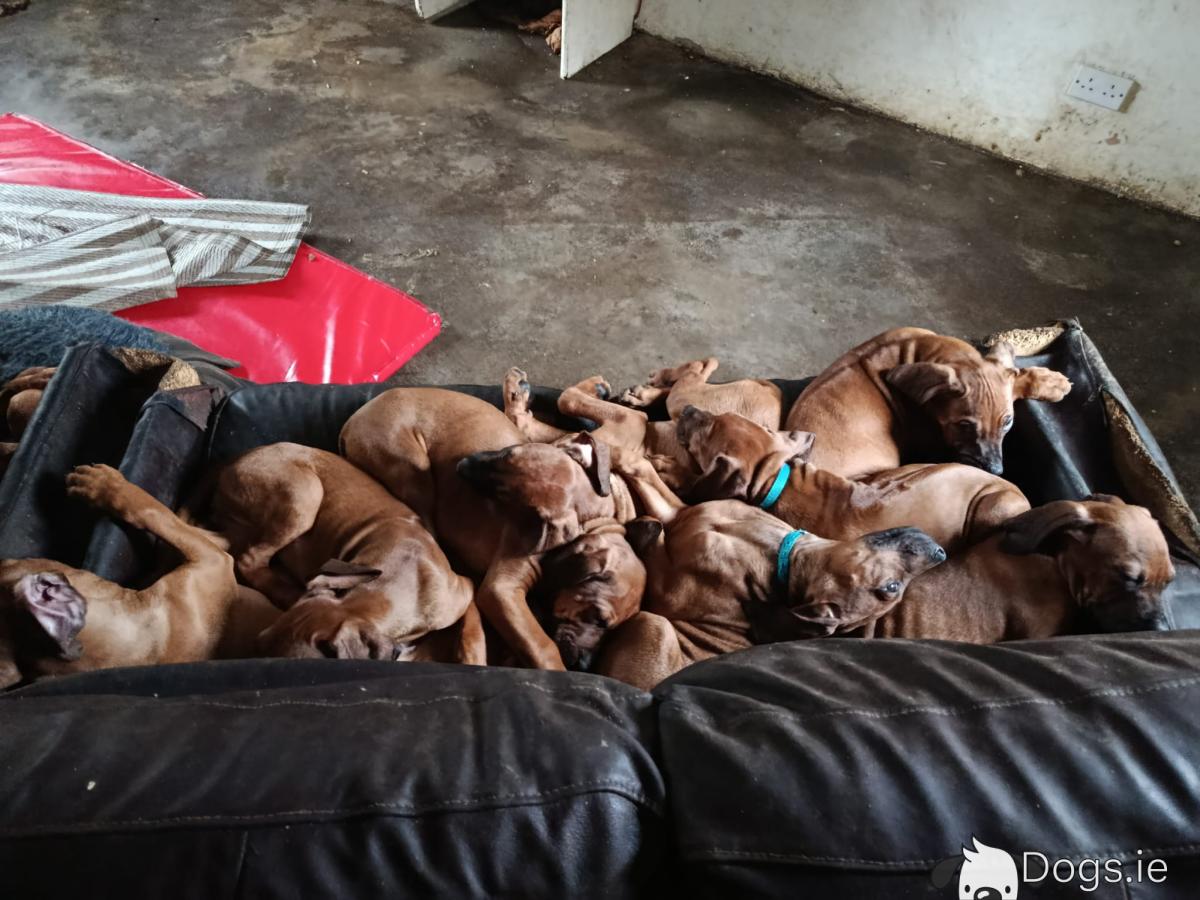 Dark Red Rhodesian Ridgeback puppies in Wexford - dogs.ie