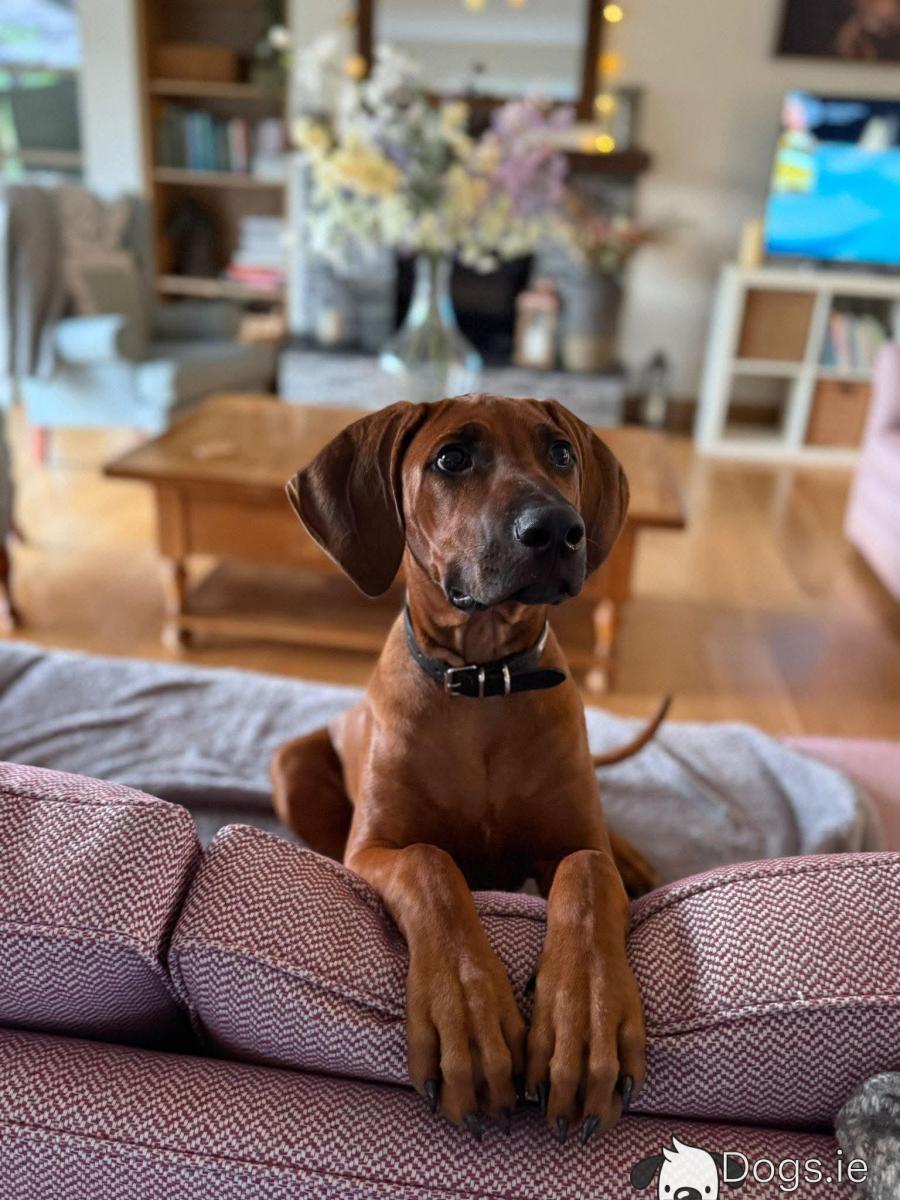 Dark Red Rhodesian Ridgeback puppies in Wexford - dogs.ie