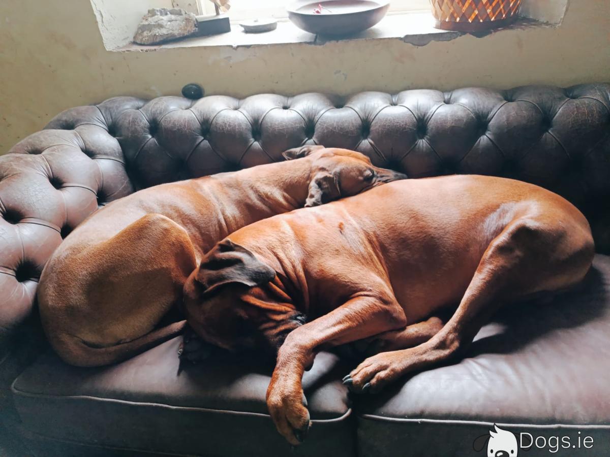 Dark Red Rhodesian Ridgeback puppies in Wexford - dogs.ie