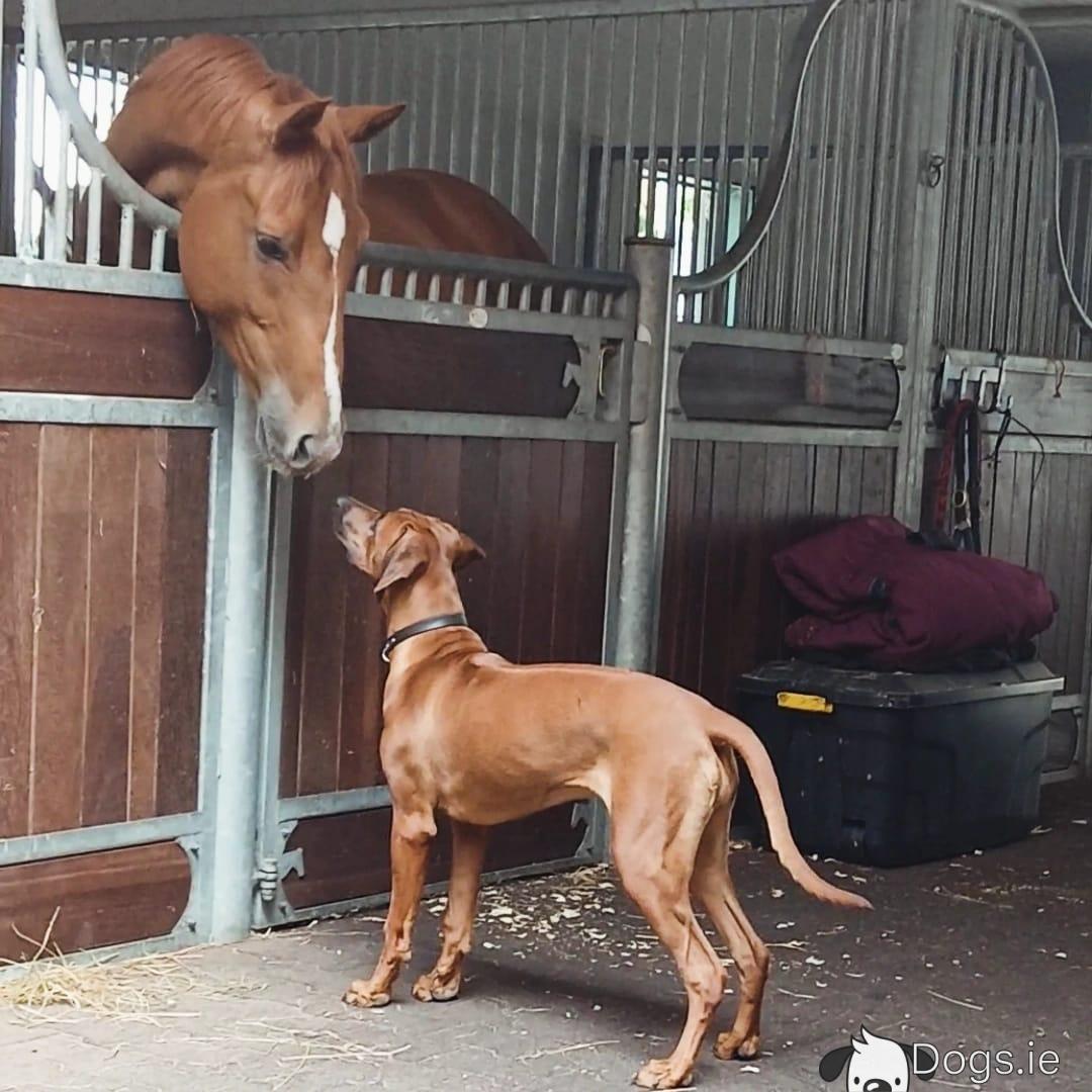 Dark Red Rhodesian Ridgeback puppies in Wexford - dogs.ie