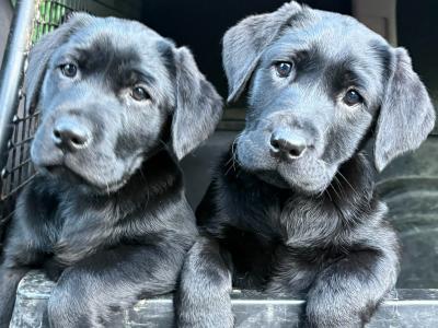 Labrador dogs for sale in Ireland - dogs.ie