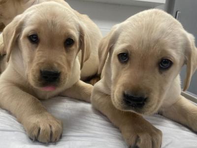 Labrador dogs for sale in Ireland - dogs.ie