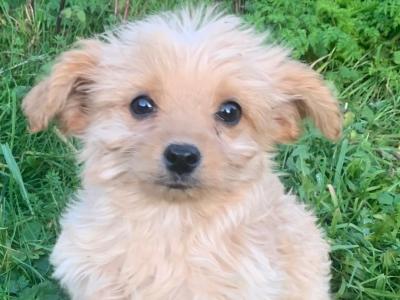 Cavalier King Charles Spaniel dogs for sale in Ireland - dogs.ie