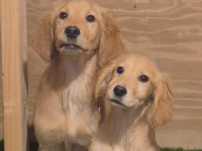 Irish Setter dogs for sale in Ireland - dogs.ie