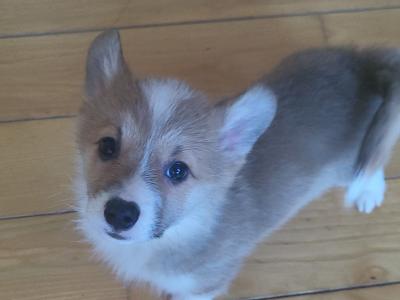 Welsh Corgi Pembroke dogs for sale in Ireland - dogs.ie