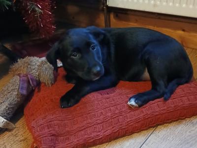 Border Collie dogs for sale in Ireland - dogs.ie