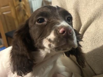Springer Spaniel dogs for sale in Ireland - dogs.ie