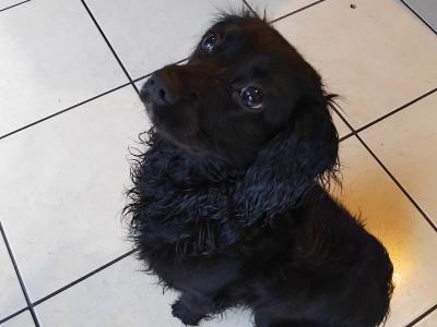 Springer Spaniel dogs for sale in Ireland - dogs.ie